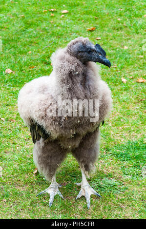 Un jeune condor des Andes (Vultur gryphus) survolant la réserve de ...
