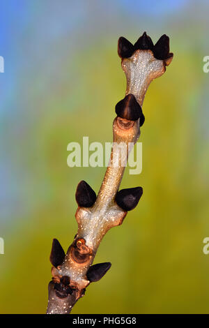 Frêne commun (Fraxinus excelsior) close-up du tronc, de plus en plus de ...