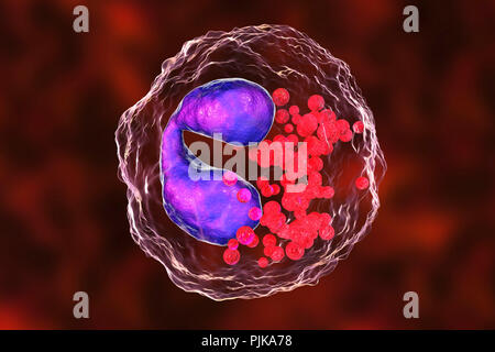 Illustration de cellules du sang, montrant un des neutrophiles ...