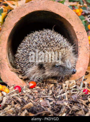 Hedgehog, sauvage, indigène, hérisson européen à l'automne avec l ...
