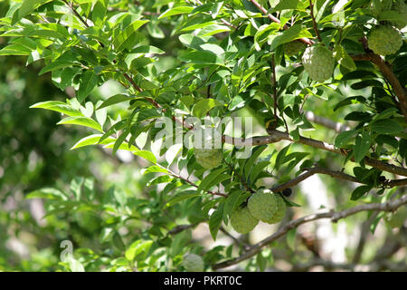 L'anone fruits sur arbre dans ferme bio Photo Stock - Alamy