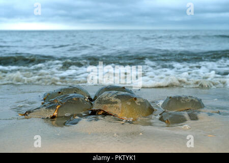 Atlantic limules (Limulus polyphemus), Atlantique limules au marché ...