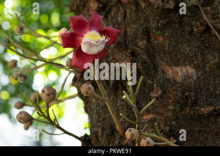 Bel arbre exotique avec des fleurs rouge flamboyant. île Maurice Photo ...