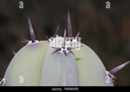 Les épines de cactus sont botaniquement définie comme "des ...