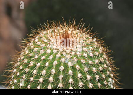 Les épines de cactus sont botaniquement définie comme "des ...