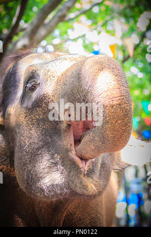 Mettre des aliments d'éléphants dans c'est la bouche avec son tronc. L ...