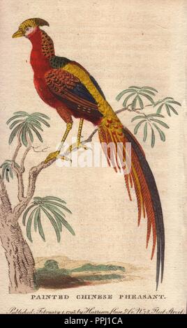Chinois peint Faisan, Faisan doré (Chrysolophus pictus faisan ou ...