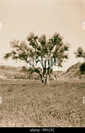 Arbres et arbustes. Arbre généalogique Olive avec gui. (Viscum ...