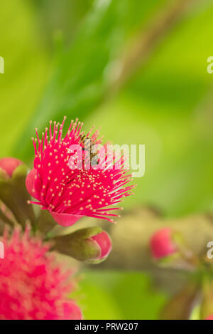 La couleur de pomerac fleurs sont très attractives pour les abeilles ...
