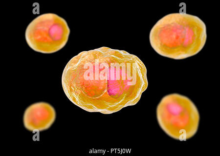 Chlamydia trachomatis bactéries. Illustration montrant une inclusion de ...