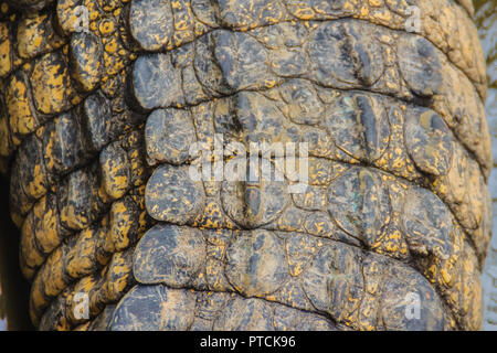 Motif de queue de crocodile en vie le corps vivant pour l'arrière plan ...