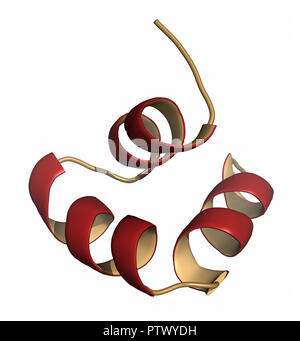 L'ostéocalcine bone-hormone bâtiment (porcin). Caricature de la ...