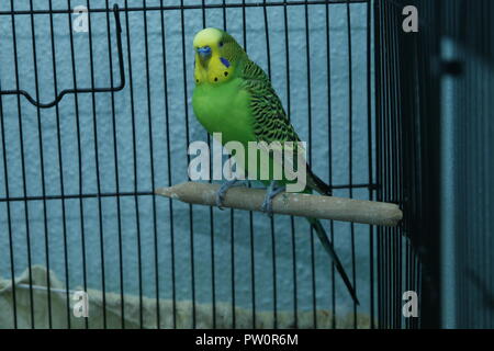 Budgie . Les perruches . Ondulé Vert perroquet est assis dans une cage ...