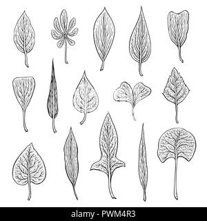 Types de feuille. Décrire les feuilles des différents types, isolé sur ...