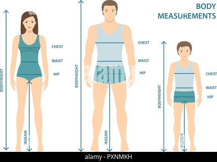 Tableau de taille femelle et mâle anatomie personnage humain, personnes ...