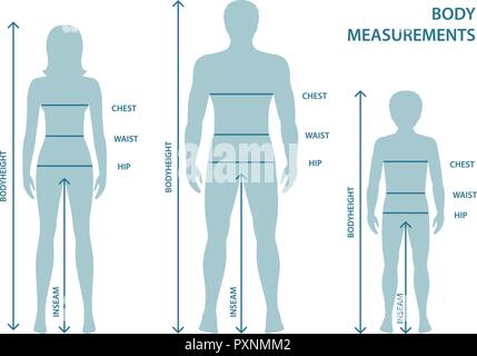 Tableau de taille femelle et mâle anatomie personnage humain, personnes ...