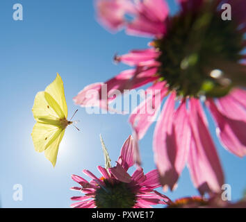 Les insectes ou Insecta (du latin insectum hexapode) sont des ...