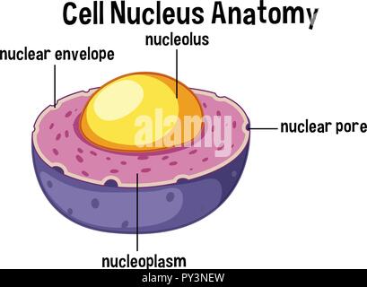 Schéma de l'anatomie de la cellule animale Structure avec toutes les ...