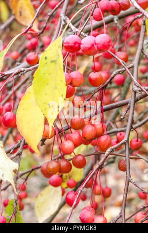 Le pommier rouge fruits sur une branche d'arbre en hiver contre l ...