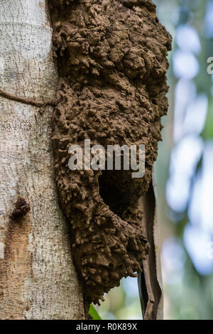 Buff-face Pygmy-Parrot (Micropsitta pusio) est le plus petit perroquet ...