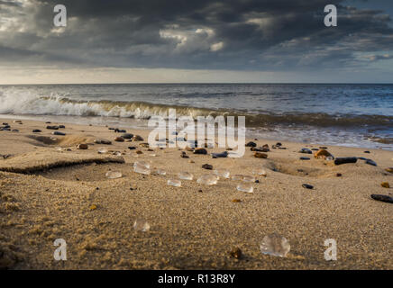 Groseille de mer Pleurobrachia Banque D'Images, Photo Stock: 224433535 ...