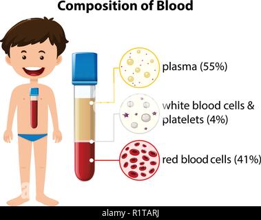 Composition de l'illustration schéma de sang Image Vectorielle Stock ...
