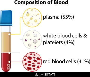 Composition de l'illustration schéma de sang Image Vectorielle Stock ...