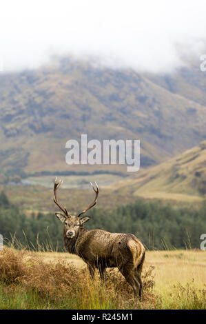 Un cerf avec ses laitances à Glen Etive car elle devient orange pour l ...
