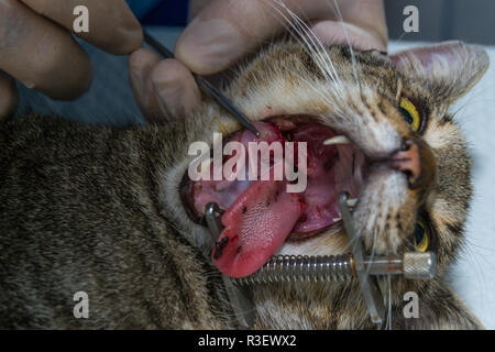Chat avec l'amygdalite, les amygdales avec dépose de l ...