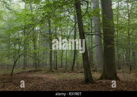 Arbre de chêne monumental de la forêt de Bialowieza peuplement feuillu ...