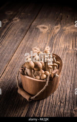 Brun Brun brunette champignons champignon comestible agaric tawniness ...