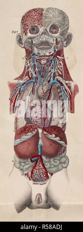 Dessin anatomique, Tête, thorax, les parties génitales, les organes ...