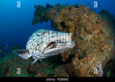 Patate, pomme de terre ou le mérou géant de mérous (Epinephelus tukula ...