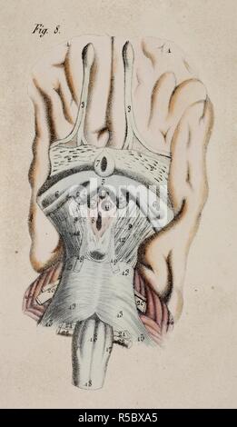 Dessin anatomique, le cerveau, anatomique imprimer du corps humain avec ...