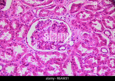 Rein humain, zone corticale sous microscope Photo Stock - Alamy