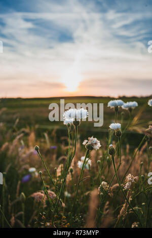 Le champ blanc fleurs ou barbeaux entre les hautes herbes de la route ...