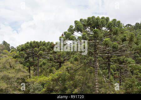 Pins Araucaria (Araucaria angustifolia). Urubici, Santa Catarina ...