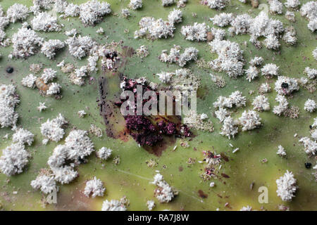 La cochenille, grana. Utilisé avant d'obtenir des colorants spéciaux ...