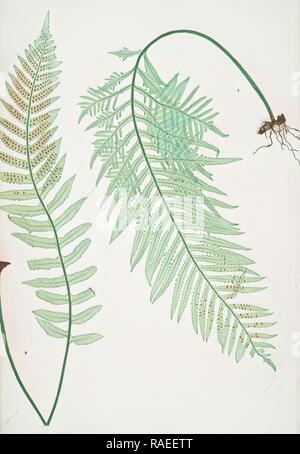 Fougère polypode commun (Polypodium vulgare) à gauche, et les hexagones ...