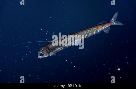Chauliodus sloani viperfish Banque D'Images, Photo Stock: 66713887 - Alamy