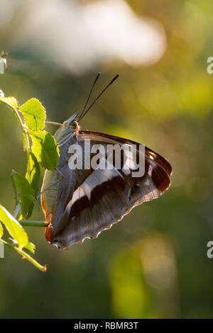 Purple Emperor papillon Apatura isis)- femelle sur ROSIER .partie de ...