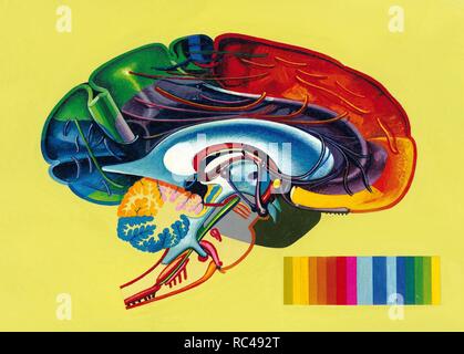 Zones du cerveau de l'hémisphère droit : cortex (visuel, pariétal ...
