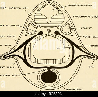 . L'embryologie. L'embryologie embryologie ; ; généalogie. STRUCTURE DE ...