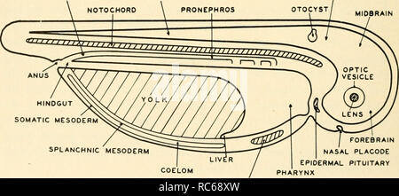 . L'embryologie. L'embryologie embryologie ; ; généalogie. STRUCTURE DE ...