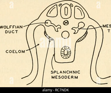 . L'embryologie. L'embryologie embryologie ; ; généalogie. STRUCTURE DE ...