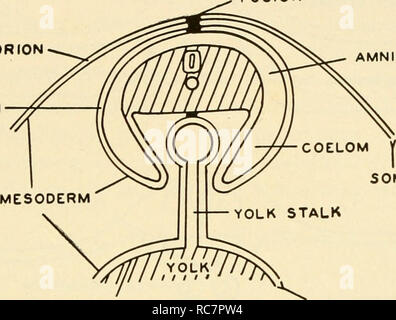 . L'embryologie. L'embryologie embryologie ; ; généalogie. Mésoderme ...