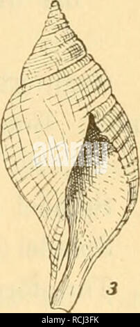 . Die Leitfossilien : Ein Handbuch für den Unterricht und für das ...