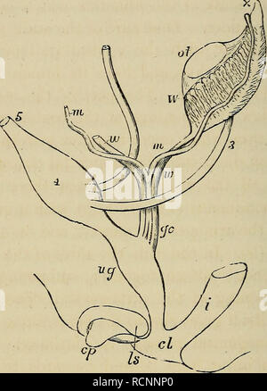 . Les éléments d'embryologie . L'embryologie. 416 DÉVELOPPEMENT DES ...