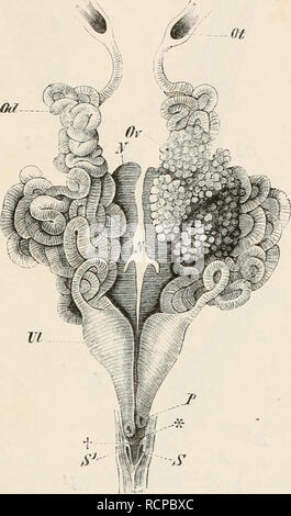 . L'anatomie comparée des vertébrés. L'anatomie, les vertébrés ...