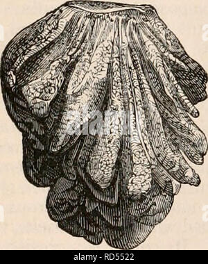 . La cyclopaedia d'anatomie et physiologie. Anatomie ; physiologie ...
